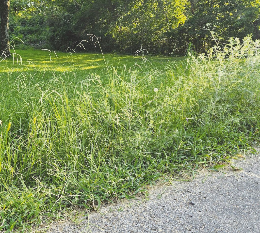Overgrown ditches pose concern for Roland, Muldrow residents - Sequoyah ...