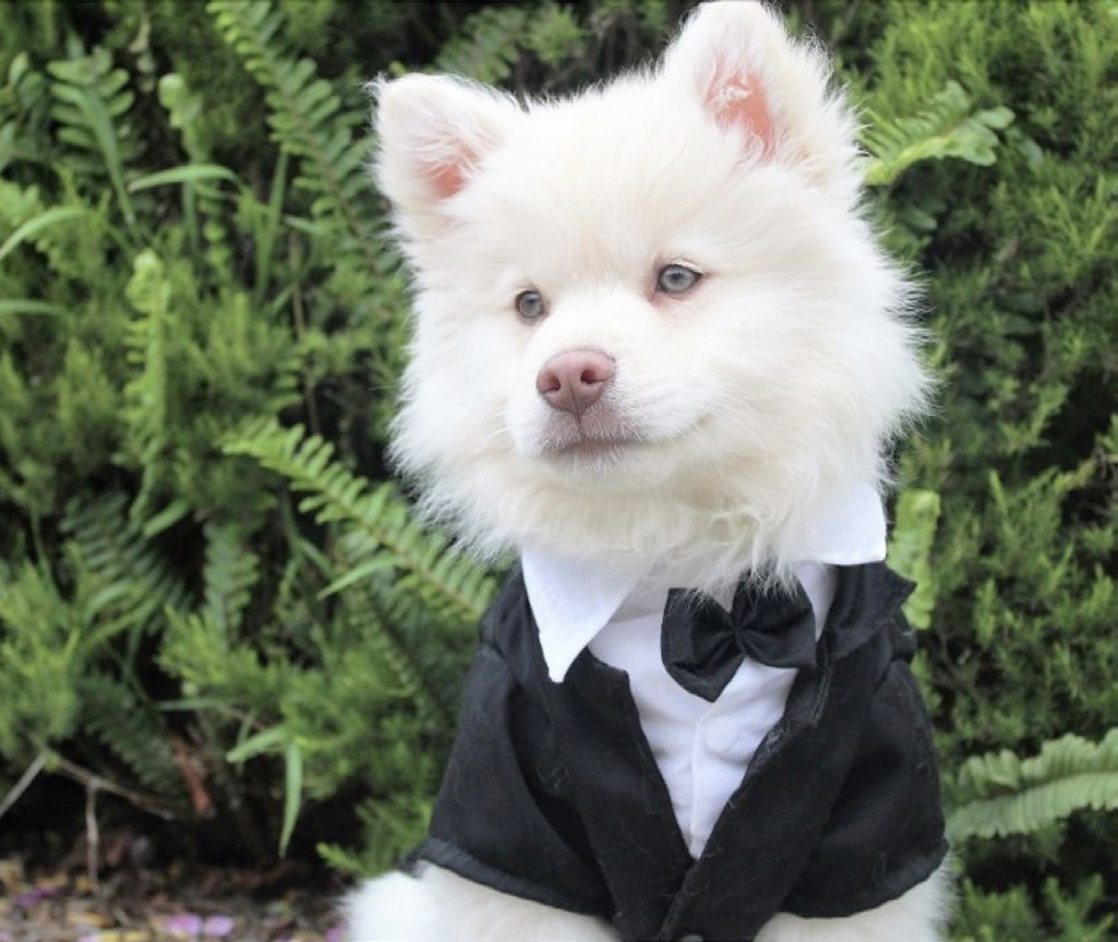 Pawsitive Pets premieres Saturday - Sequoyah County Times